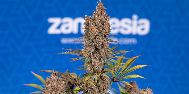 Black Runtz | Zamnesia Seeds